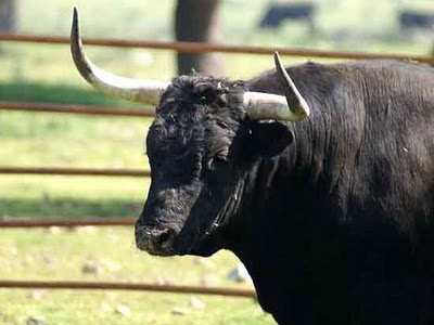 Cabeza y cara – Taurophilos